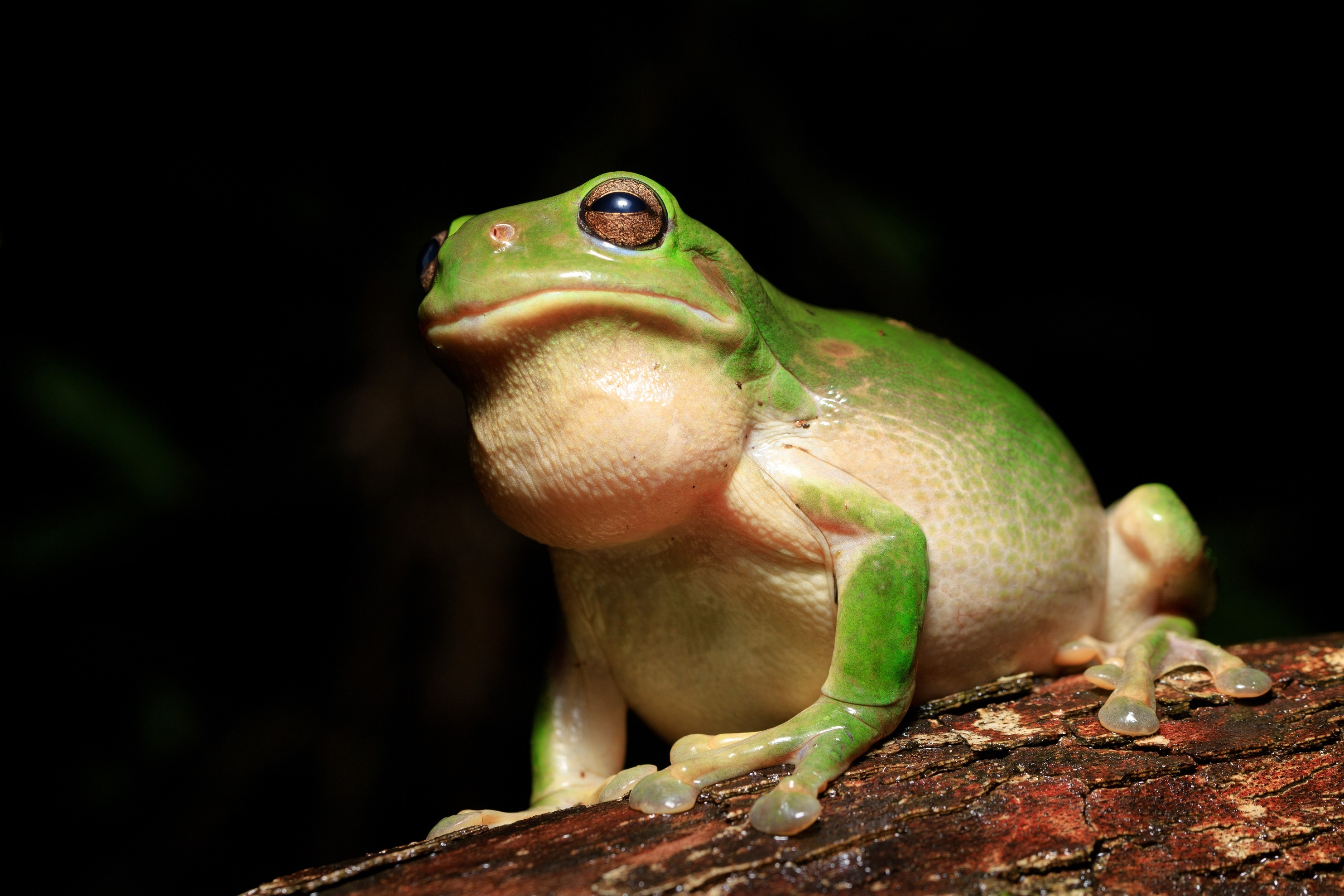 tree frog croaking